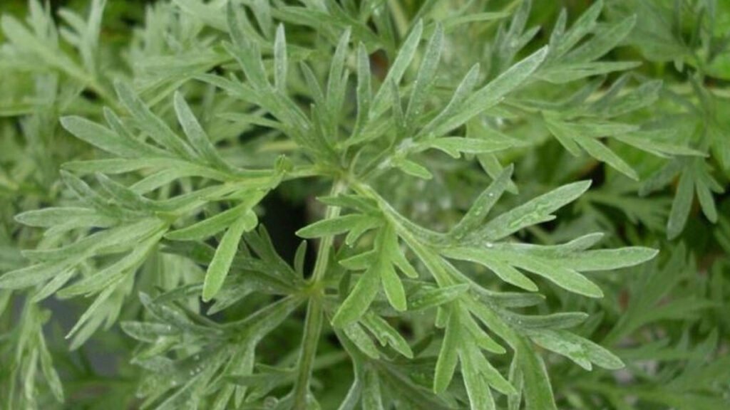 Ajenjo: Para Qué Sirve, Propiedades Medicinales y Contraindicaciones