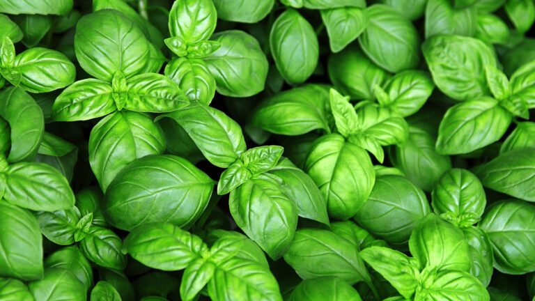 Albahaca: Para Qué Sirve, Propiedades, Beneficios y Usos - HierbasMx.com