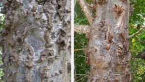 Cuachalalate: Para Qué Sirve, Beneficios y Contraindicaciones