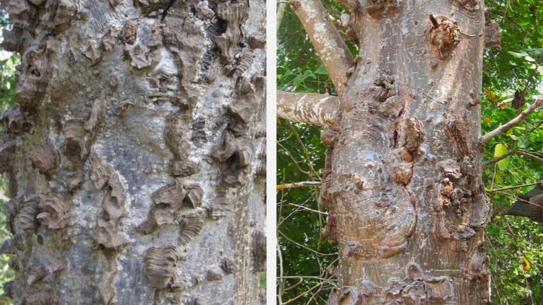 Cuachalalate: Para Qué Sirve, Beneficios y Contraindicaciones