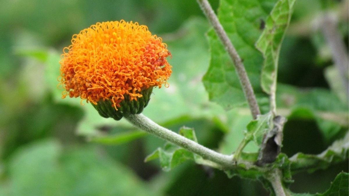 Capitaneja: Para Qué Sirve la Planta Medicinal, Beneficios y Cómo ...
