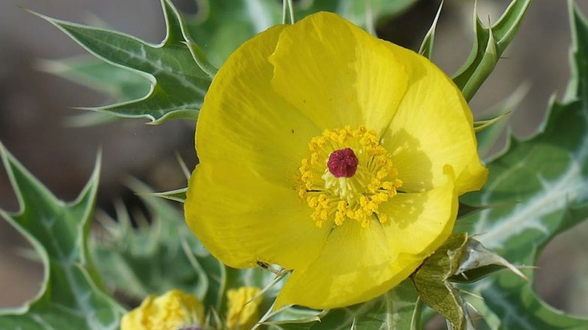Cardo Santo o Cardo Bendito: Para Qué Sirve, Propiedades y ...
