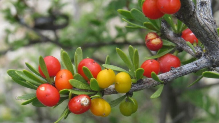 Chaparro Amargo: Para Qué Sirve, sus Usos para Parásitos y ...