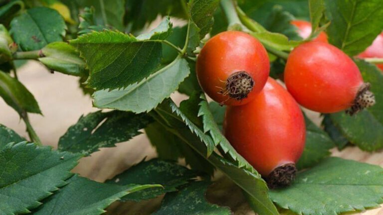 Escaramujo: Para Qué Sirve el Superfruto de la Rosa, Propiedades y ...