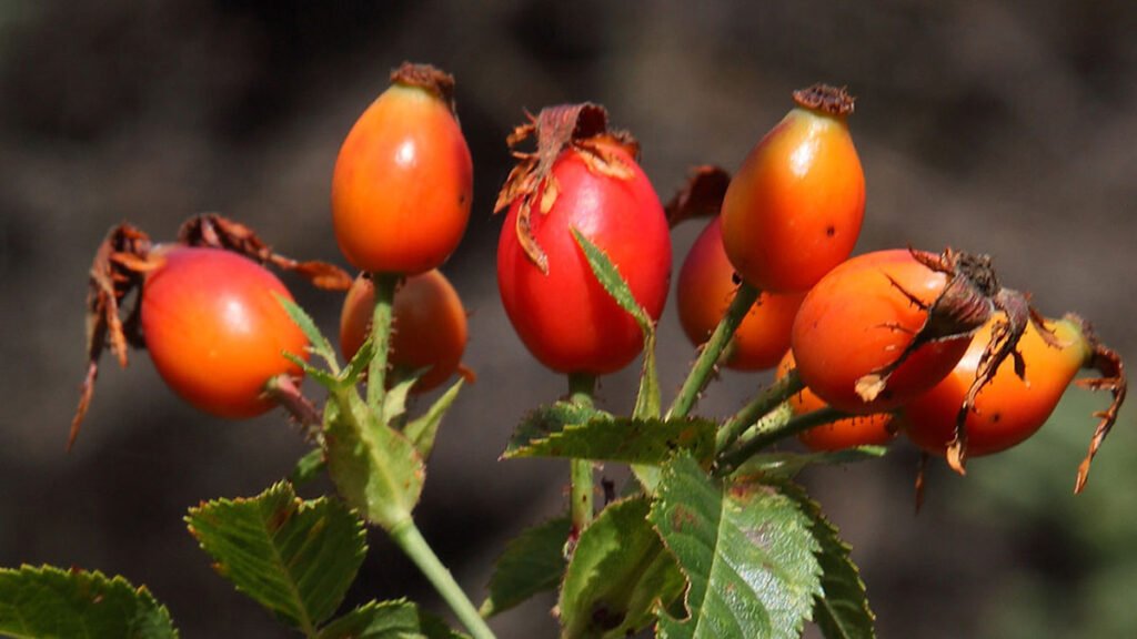 Escaramujo: Para Qué Sirve el Superfruto de la Rosa, Propiedades y ...