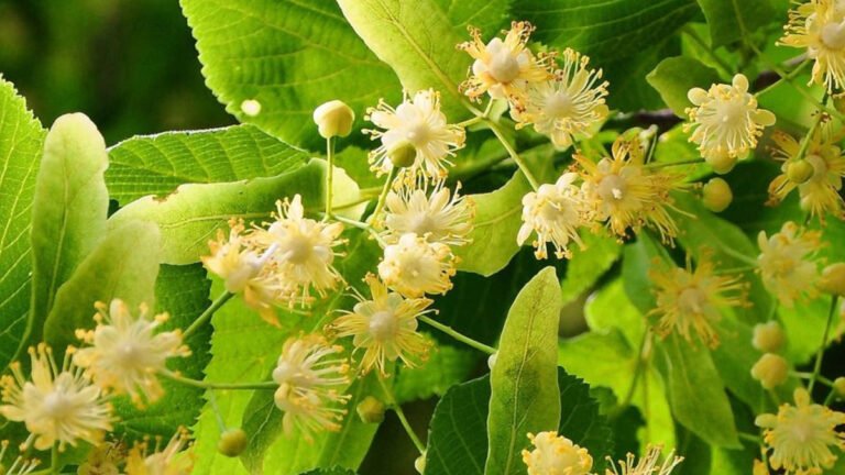 ¿Para Qué Sirve la Flor de Tilo? Propiedades y Beneficios Clave