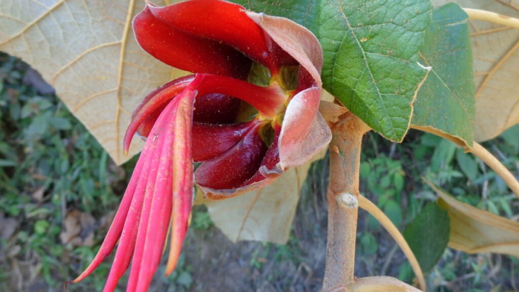 Flor de Manita: ¿Para Qué Sirve y Cómo Usarla para el Corazón, los ...
