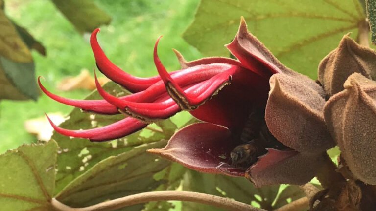 Flor de Manita: ¿Para Qué Sirve y Cómo Usarla para el Corazón, los ...