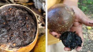 Guaje: Para Qué Sirve, Diferencias entre la Semilla Comestible y el ...