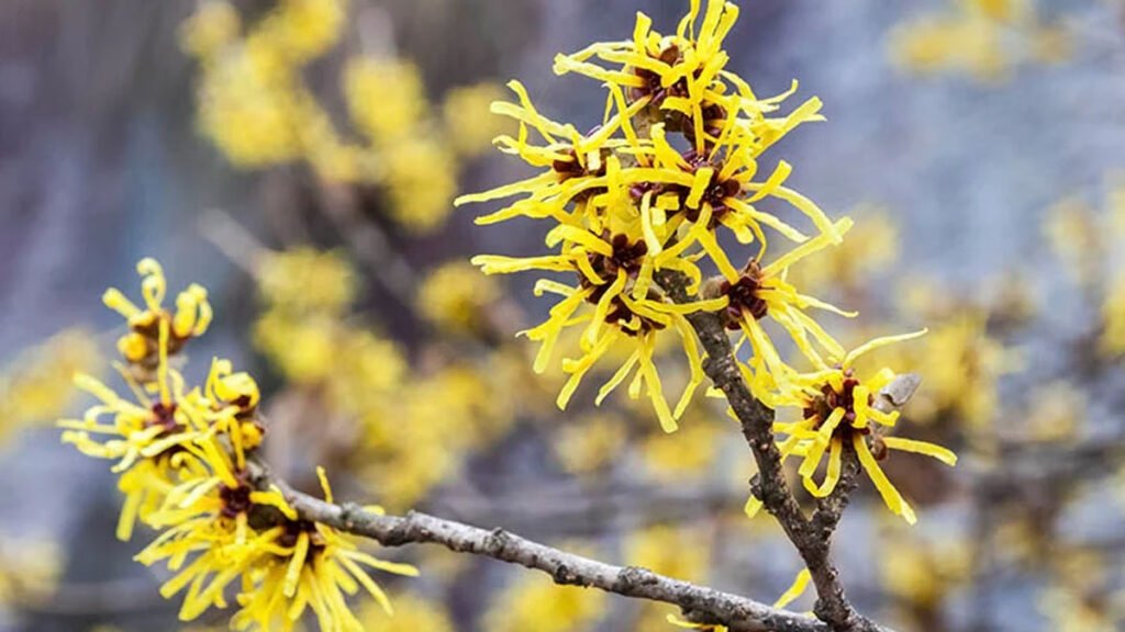 Hamamelis: Para Qué Sirve, Sus Usos en la Cara, Hemorroides y ...