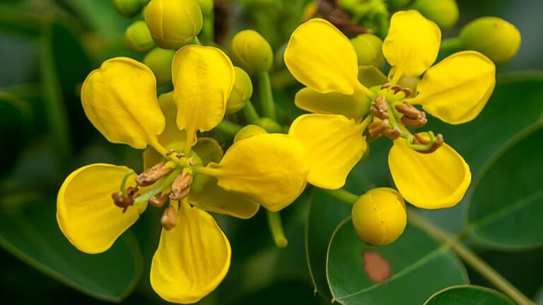 ¿Para qué sirve el Té de Hoja Sen? Beneficios Laxantes, Usos y Riesgos