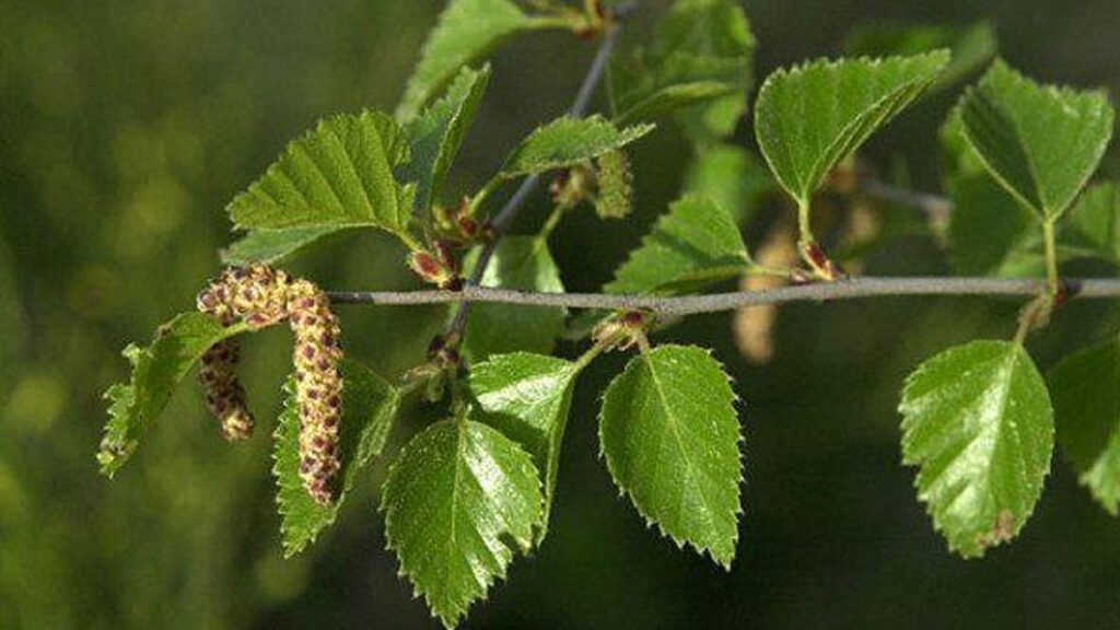 Abedul Mexicano Árbol Medicinal: Contraindicaciones y Propiedades