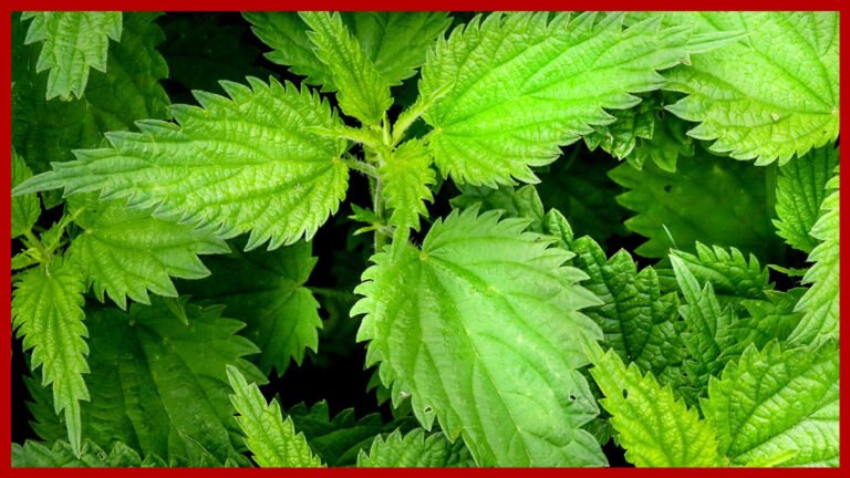 Ortiga beneficios del té de hojas - HierbasMx.com
