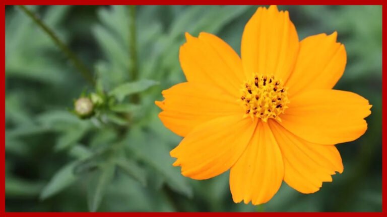 Yerbanis propiedades y beneficios - HierbasMx.com