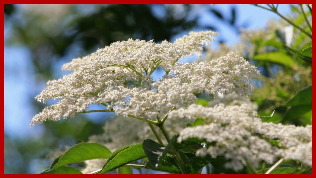 Flor de sauco beneficios para la salud - HierbasMx.com