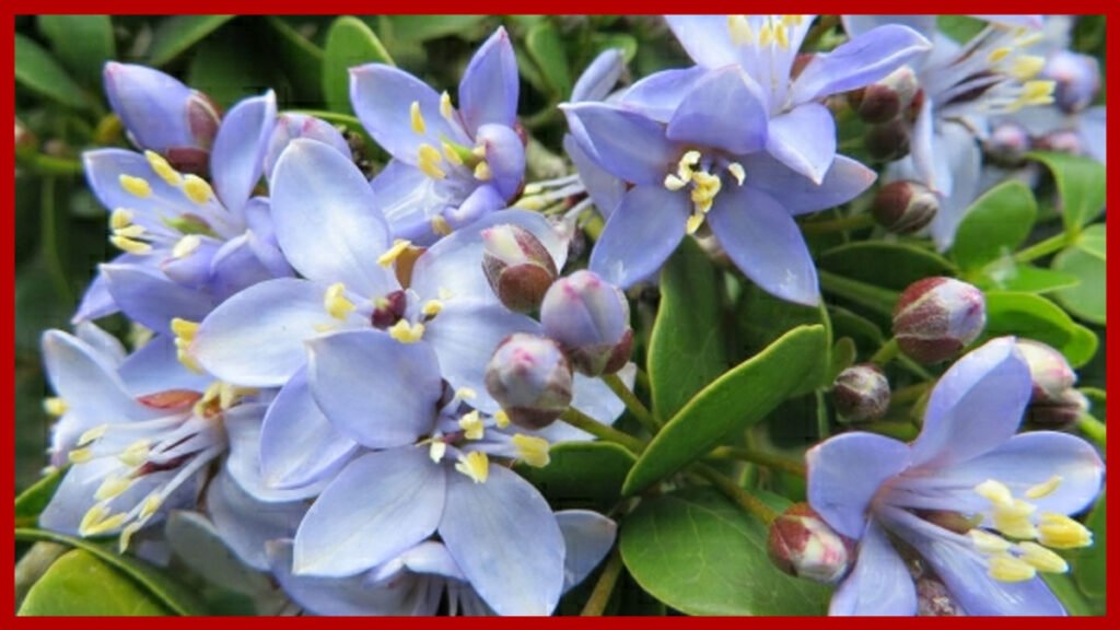 Guayacol: qué es y para qué sirve