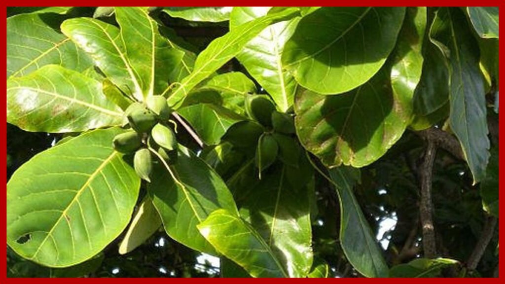 Malabar Almedrón beneficios y propiedades medicinales