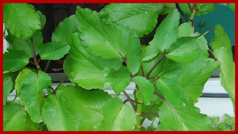 Prodigiosa: Para qué Sirve, Beneficios para la Bilis, Diabetes y Cómo ...