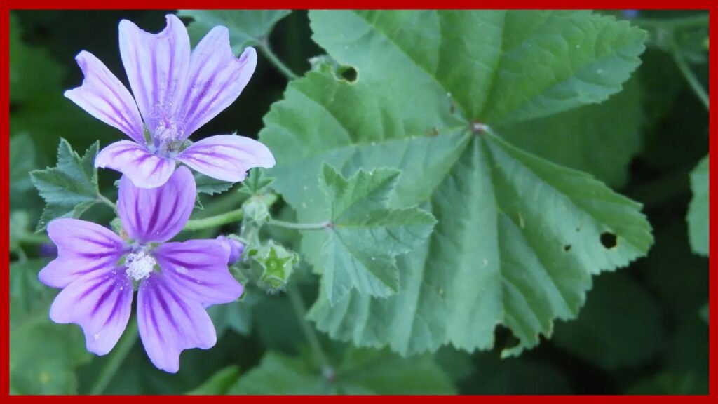 Malva Parviflora propiedades medicinales - HierbasMx.com