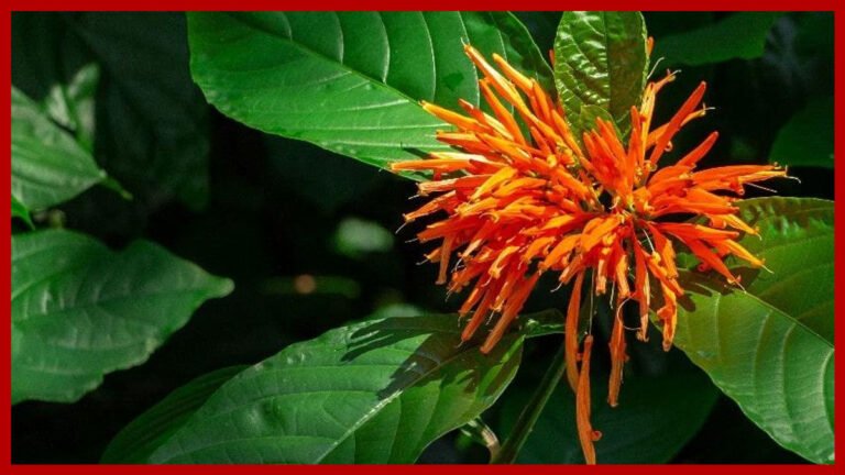 Para qué sirve el té de Muicle