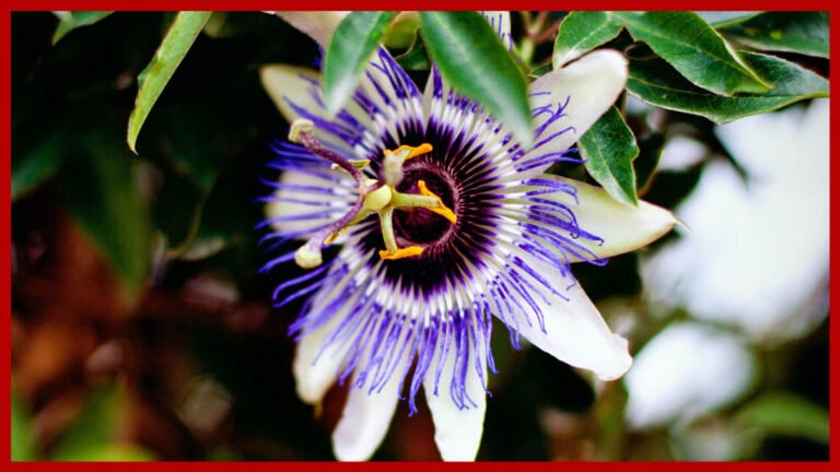 Pasiflora para qué sirve el té y contraindicaciones