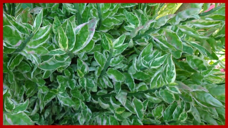 Planta Ítamo Real: Para Qué Sirve, Beneficios y Cómo Prepararlo ...