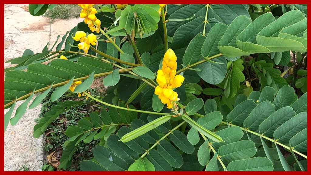 Planta senos de mujer beneficios - HierbasMx.com