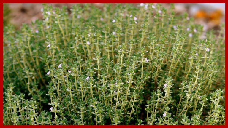 Tomillo para qué sirve