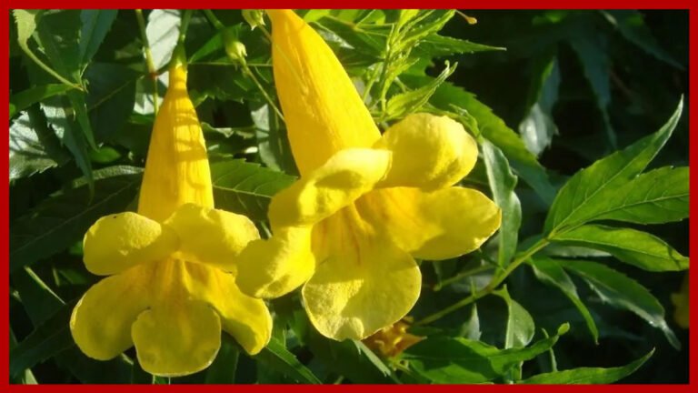 Tronadora para qué sirve