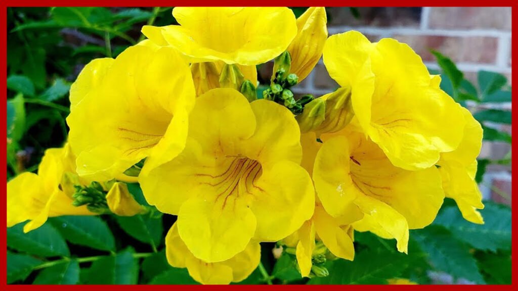 Tronadora para qué sirve