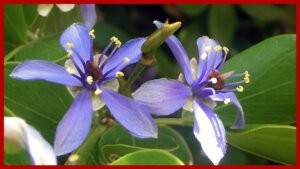 Guayacol: qué es y para qué sirve