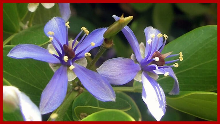 Guayacol: qué es y para qué sirve