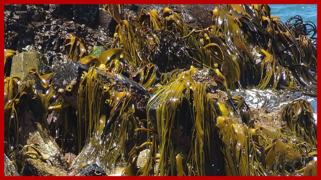 Cochayuyo qué es y para qué sirve