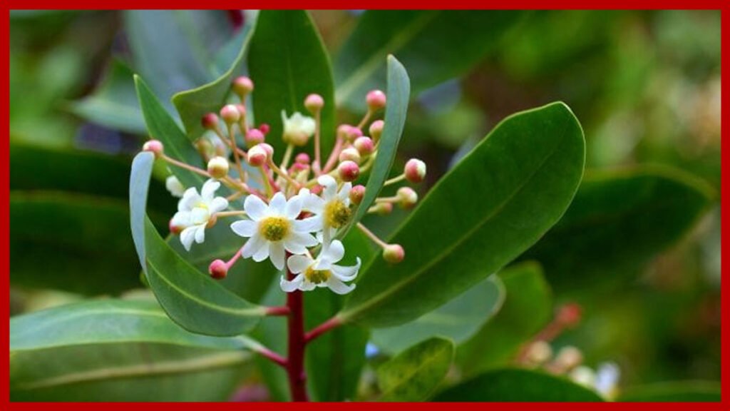 Canela para que sirve como planta medicinal - HierbasMx.com