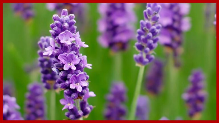 Té de lavanda beneficios y contraindicaciones
