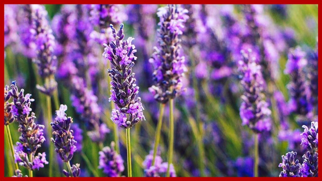 Té de lavanda beneficios y contraindicaciones