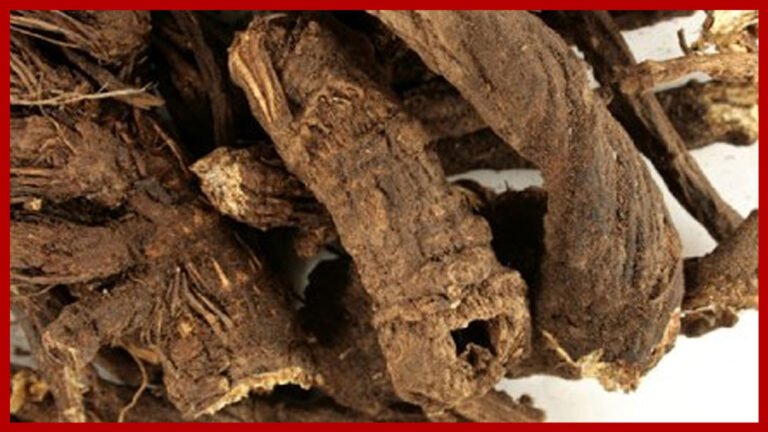 Osha root beneficios y como se toma - HierbasMx.com