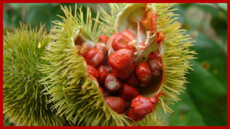 Achiote beneficios y contraindicaciones - HierbasMx.com