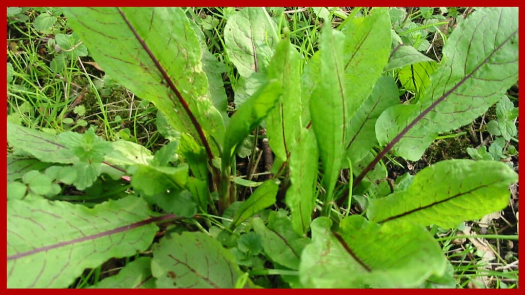 Romaza planta beneficios medicinales