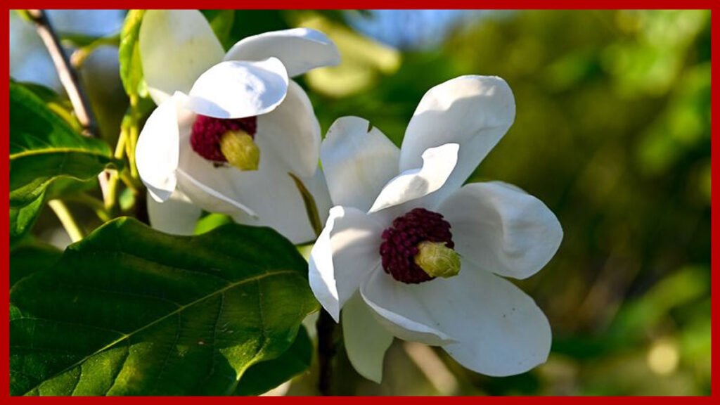 Flor de magnolia beneficios medicinales